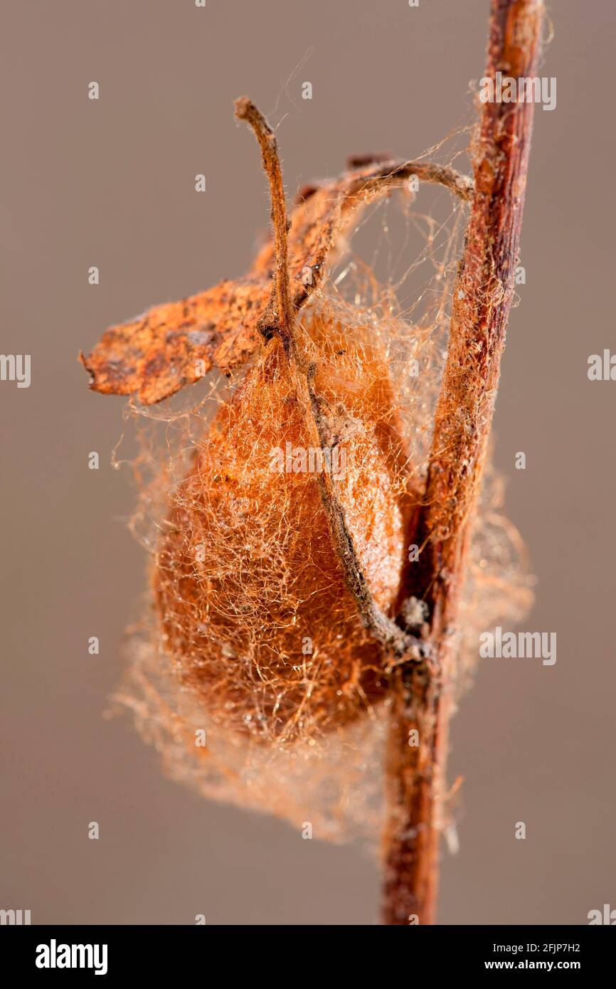 Small emperor moth (Saturnia pavonia), cocoon, Rhineland-Palatinate ...