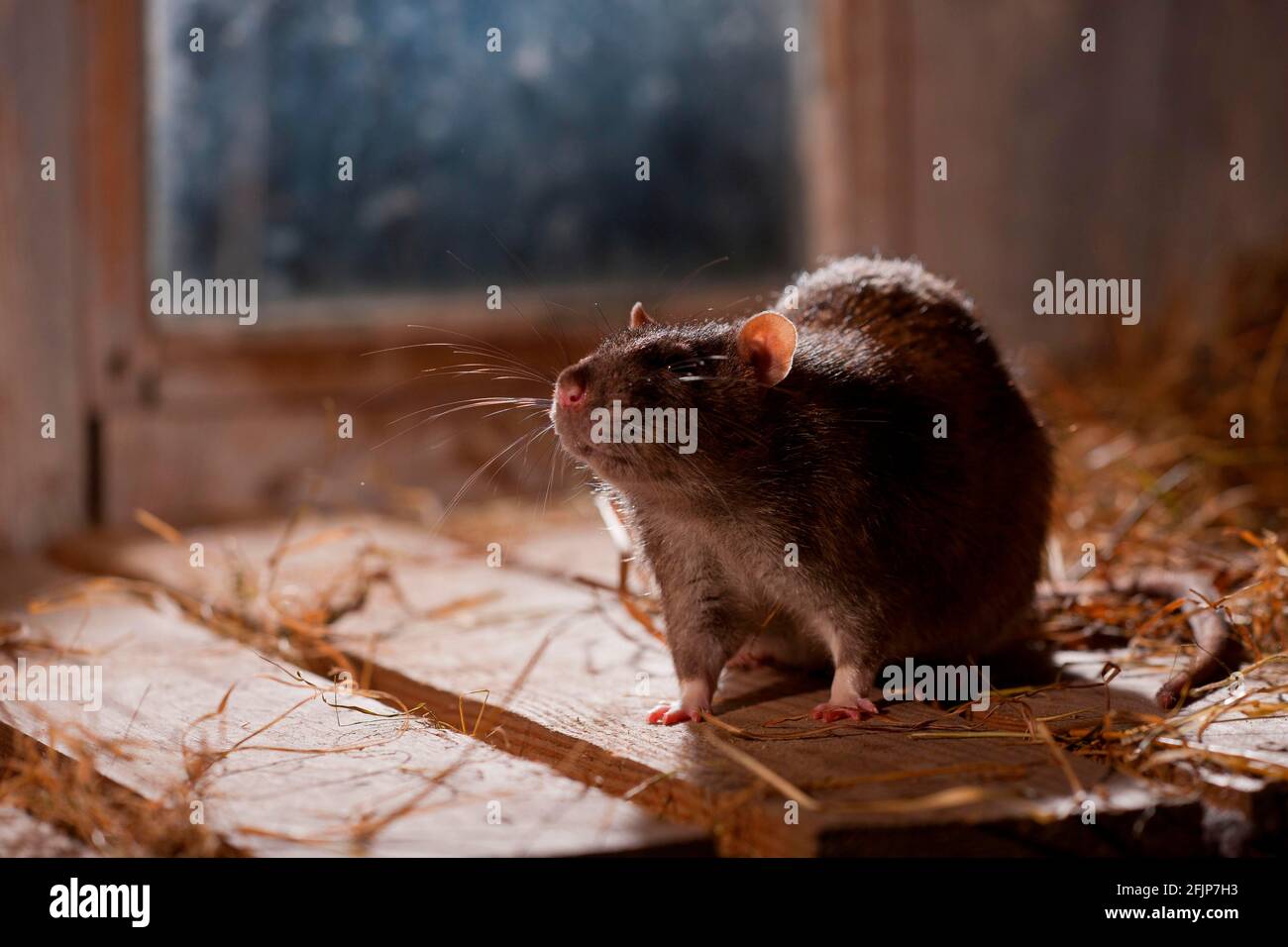 Rat (Rattus norvegicus forma domestica), in barn, Rhineland-Palatinate ...