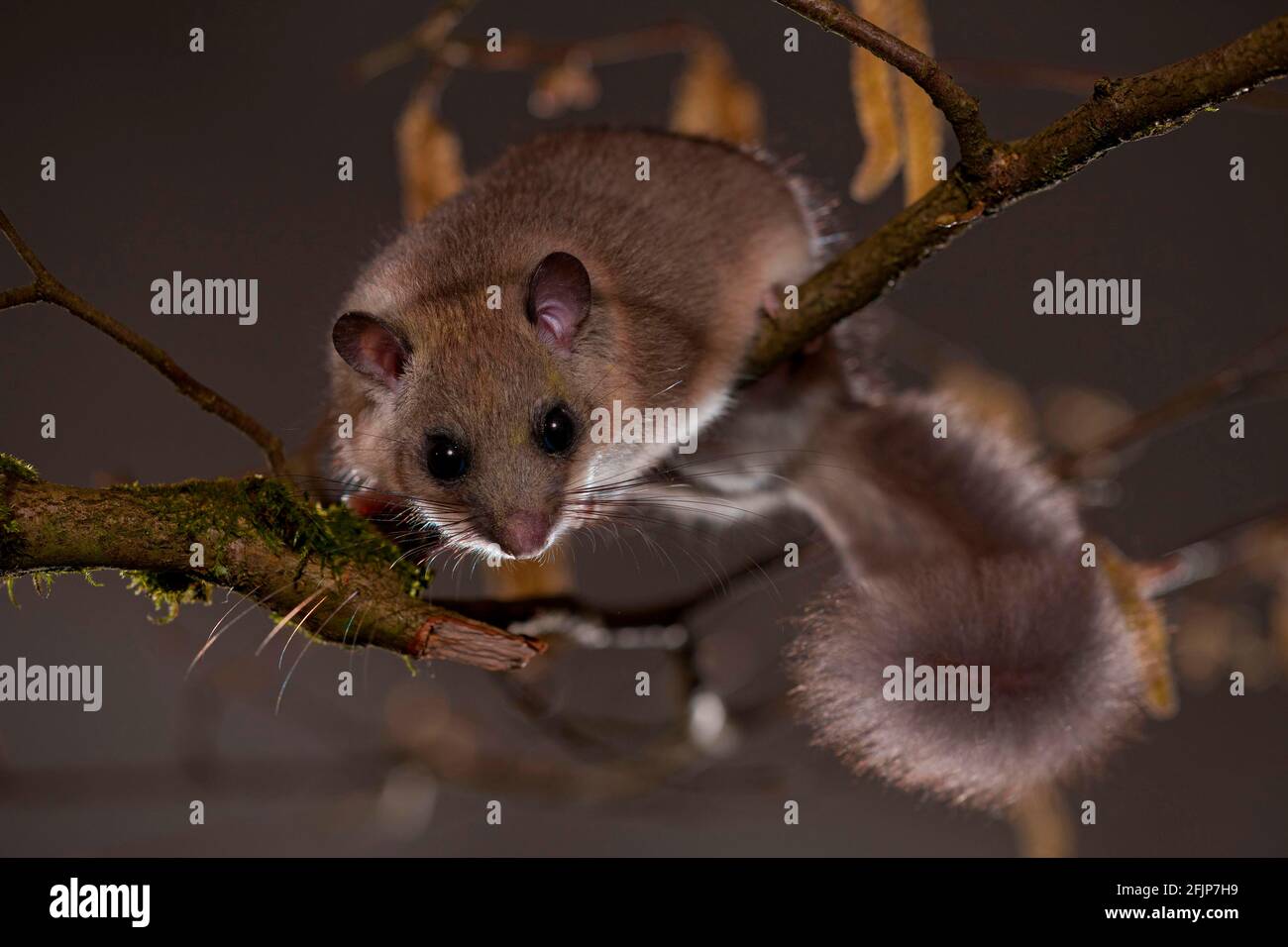 Edible or Fat Dormouse (Glis glis Stock Photo - Alamy