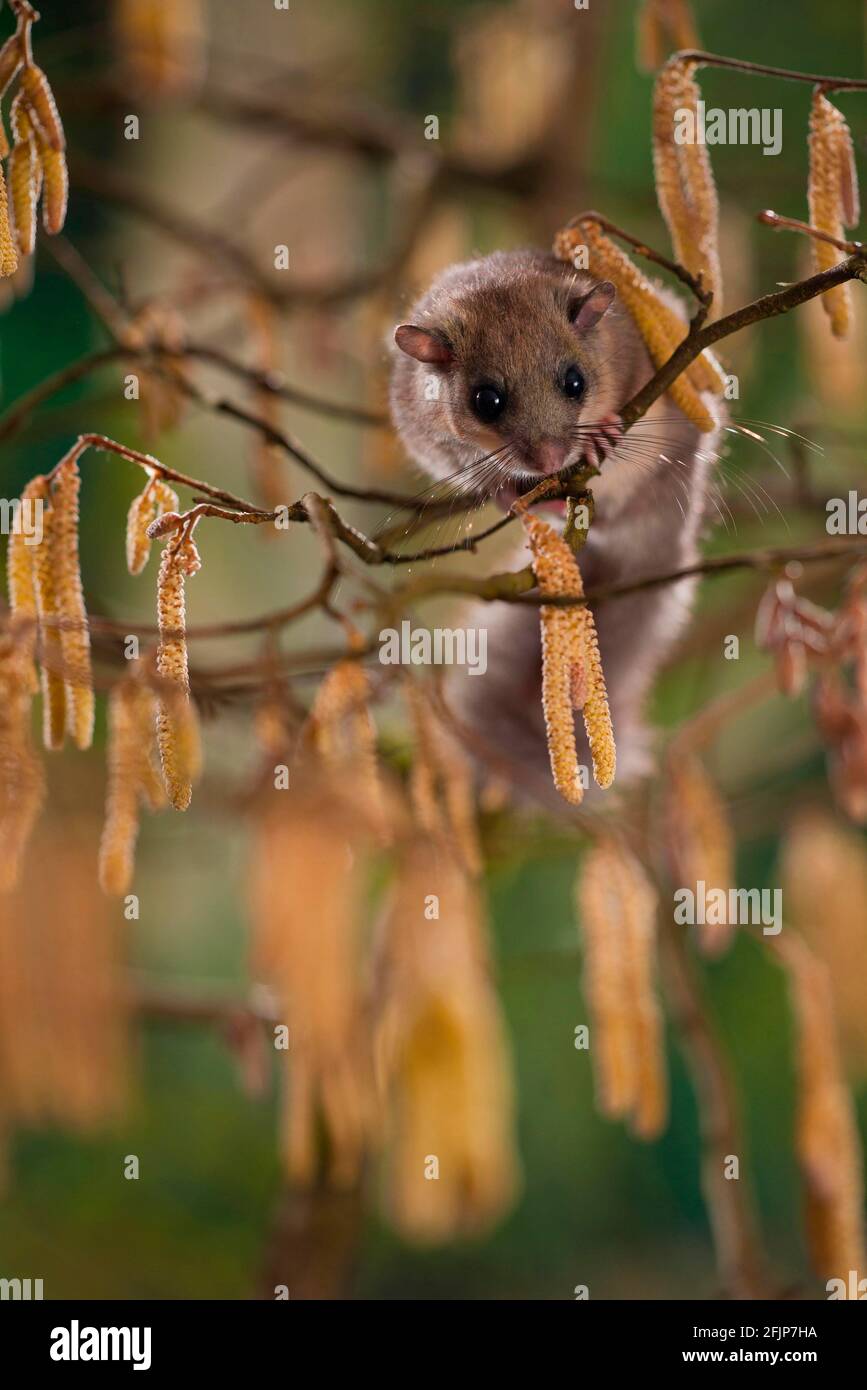 Hazel Edible dormouse (Glis glis), in hazel bush Stock Photo - Alamy