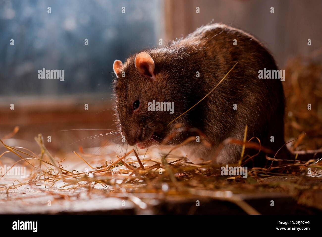 Rat (Rattus norvegicus forma domestica), in barn, Rhineland-Palatinate ...
