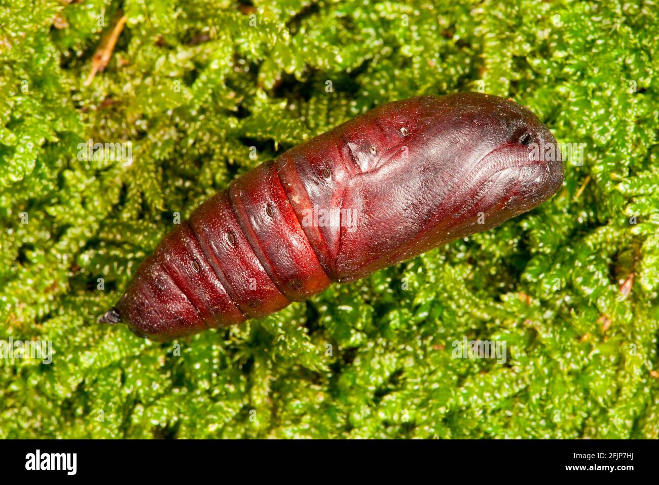 The eyed hawk moth hi-res stock photography and images - Alamy