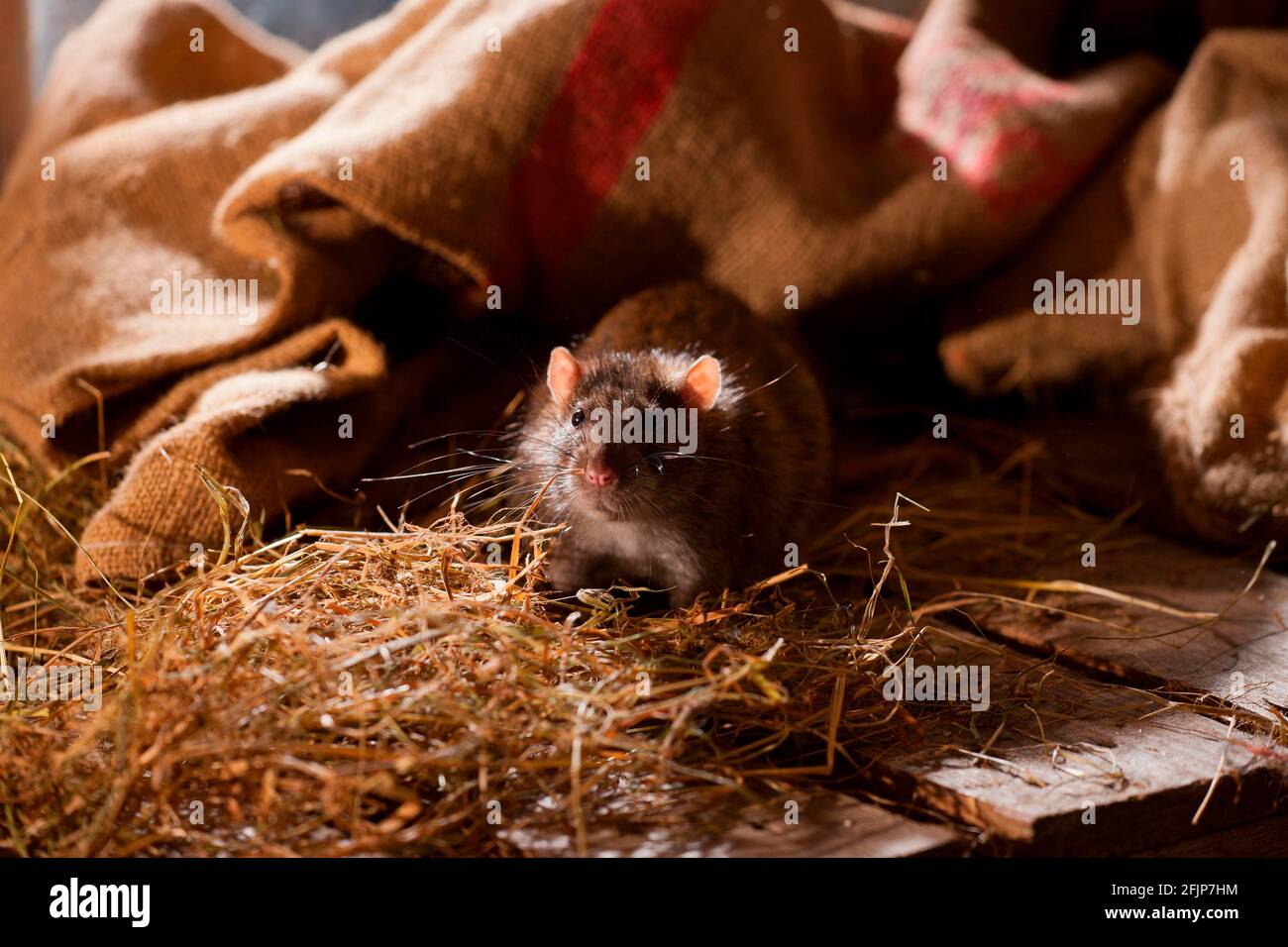 Rat (Rattus norvegicus forma domestica), in barn, Rhineland-Palatinate ...