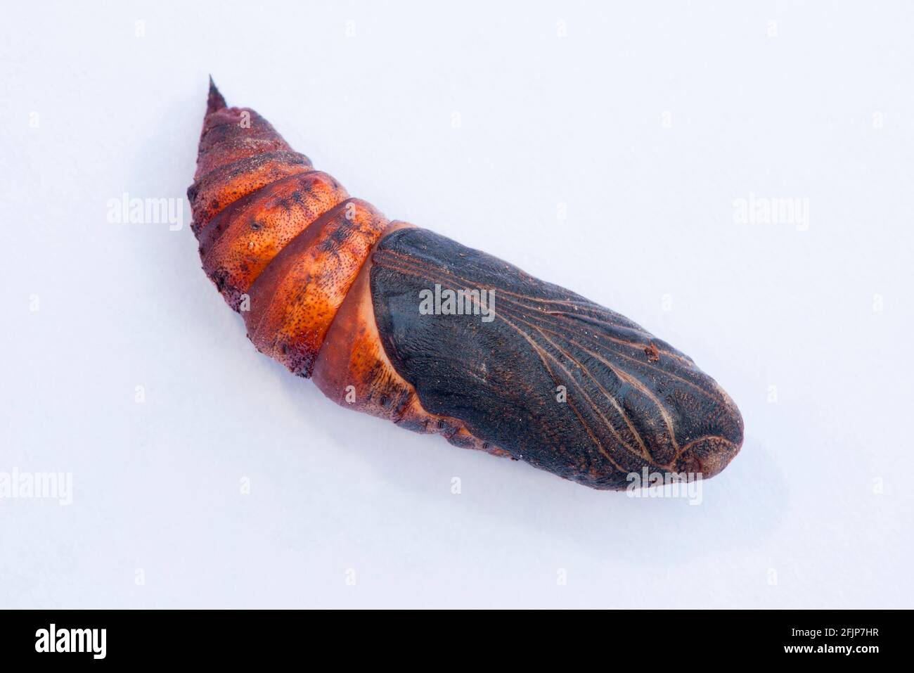 Hawk moth cocoon hi-res stock photography and images - Alamy