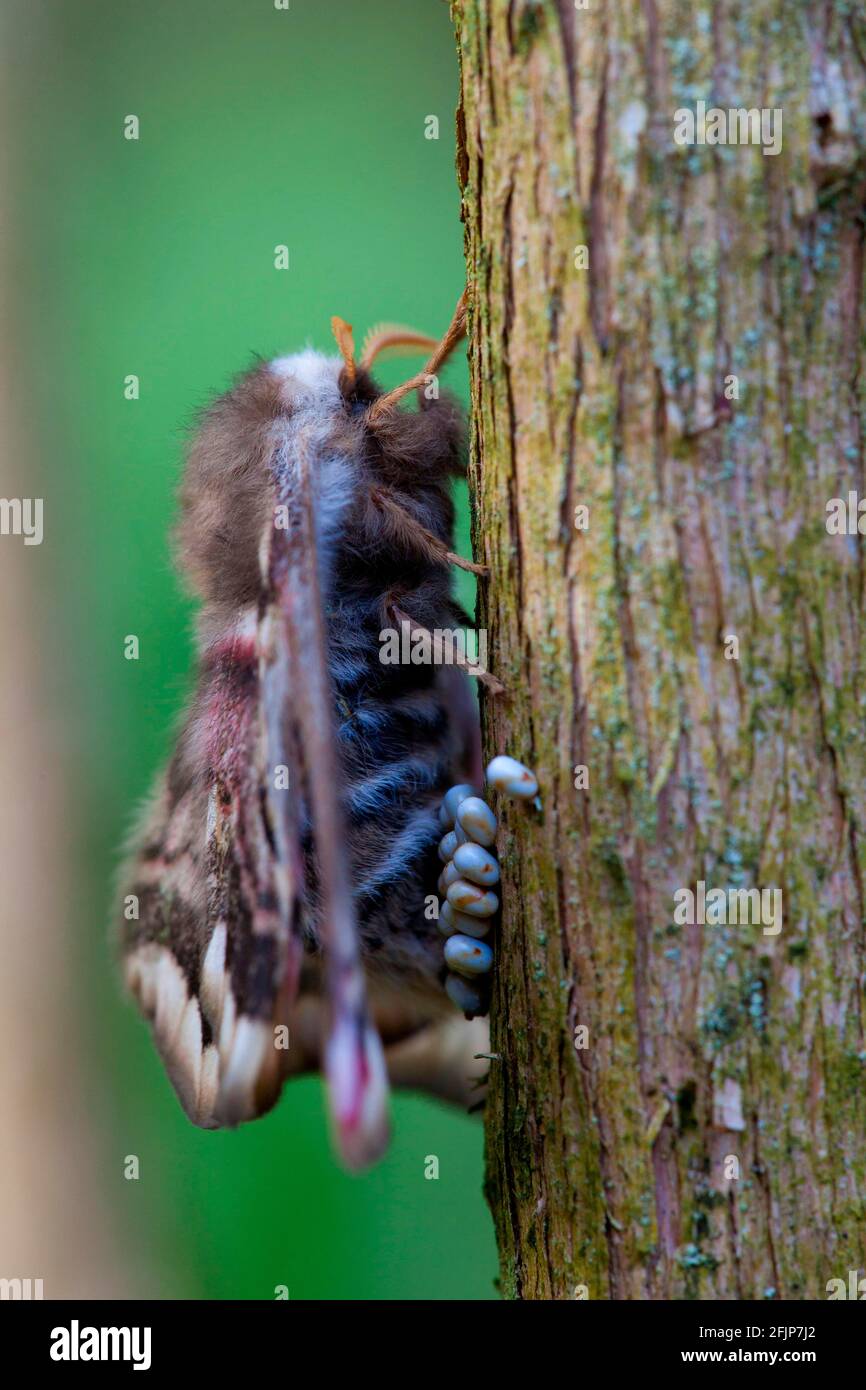 Small emperor moth (Saturnia pavonia) female, oviposition, Rhineland ...