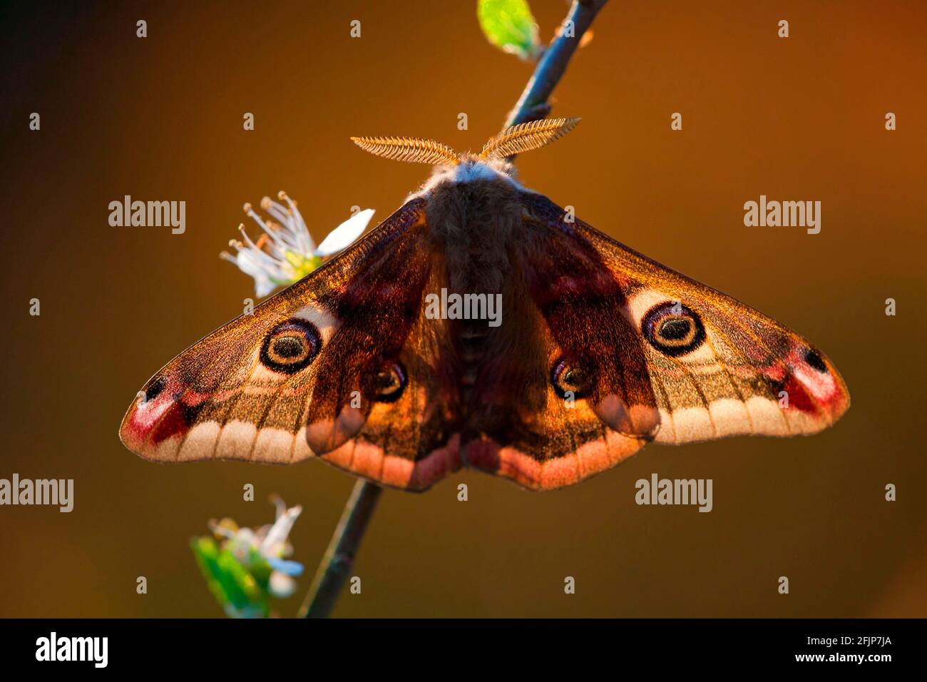 Small emperor moth saturnia pavonia male hi-res stock photography and ...