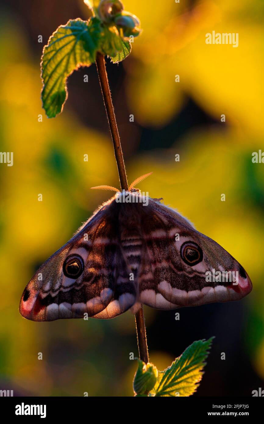 Small emperor moth (Saturnia pavonia) female, Rhineland-Palatinate ...