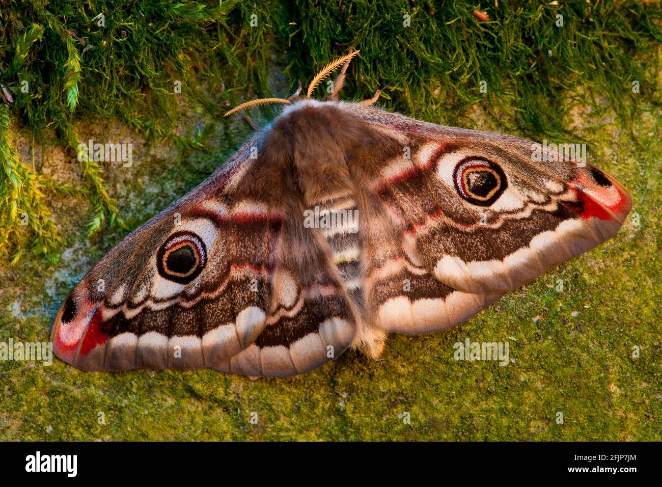 Small emperor moth (Saturnia pavonia) female, Rhineland-Palatinate ...