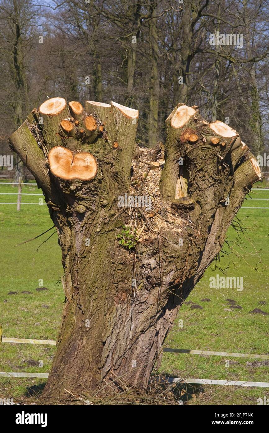 Pruned willow tree hi-res stock photography and images - Alamy