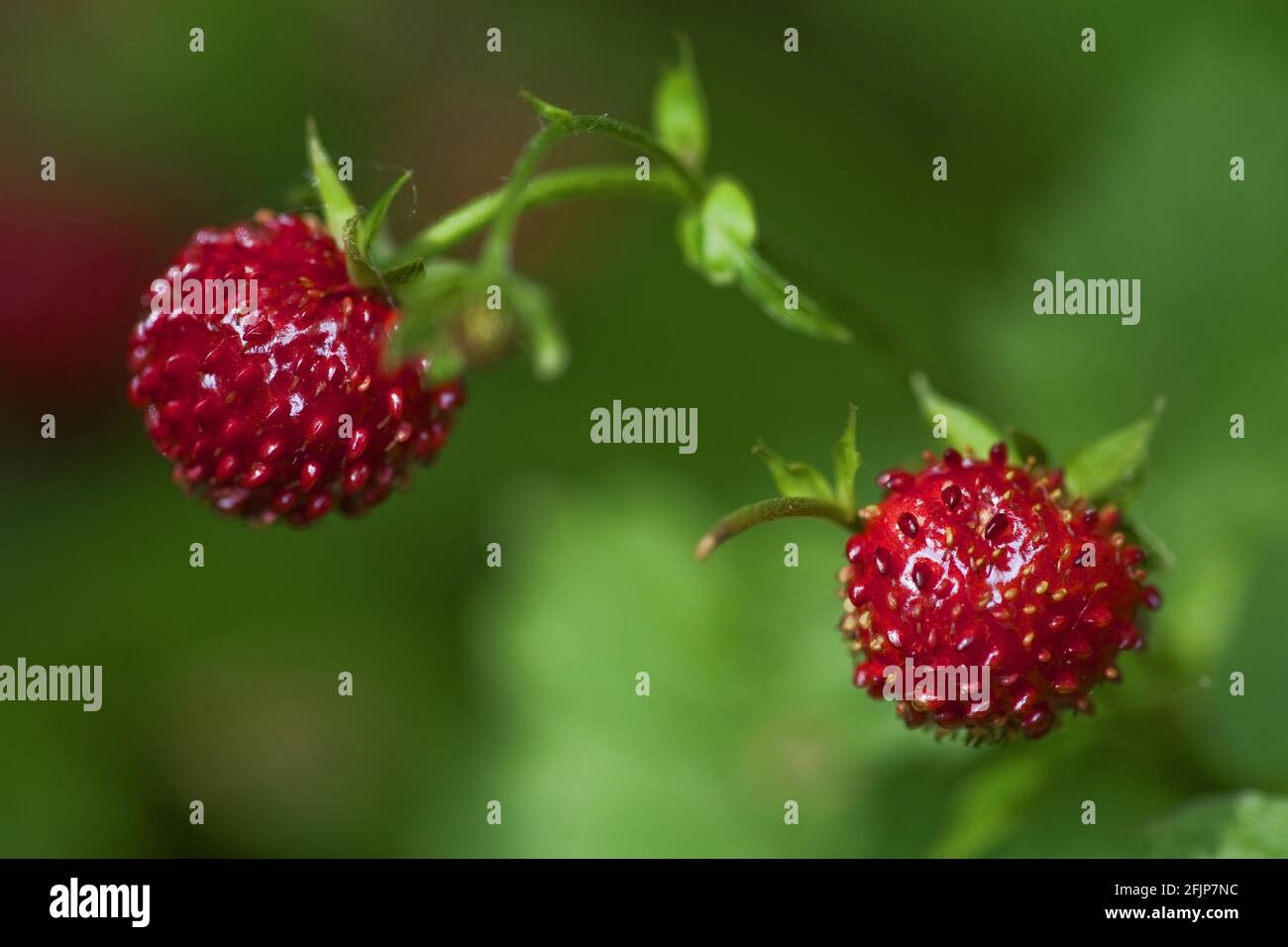 Wild strawberry, fruit, wild strawberry (Fragaria vesca Stock Photo - Alamy