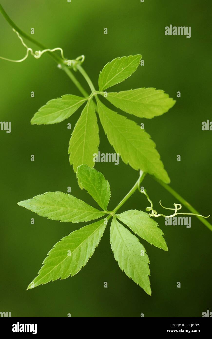 Jiao-gu-lan, Jiaogulan, female ginseng, Jiaogulan (Gynostemma ...