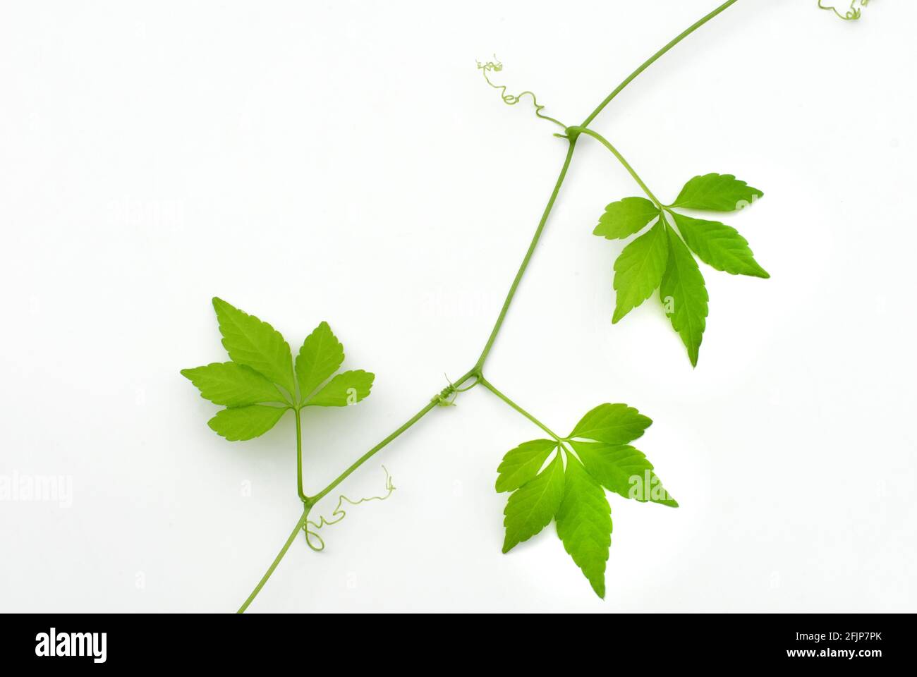 Jiao-gu-lan, Jiaogulan, female ginseng, Jiaogulan (Gynostemma ...