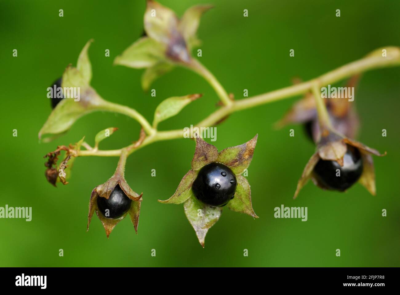 Belladonna (Atropa belladonna Stock Photo - Alamy