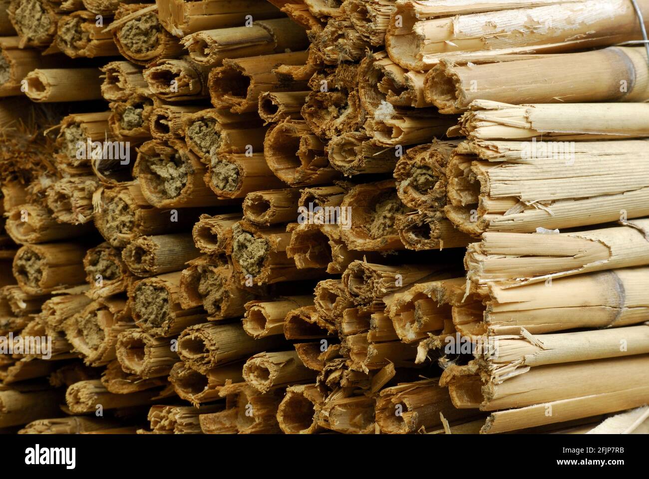 Reed bunch hi-res stock photography and images - Alamy