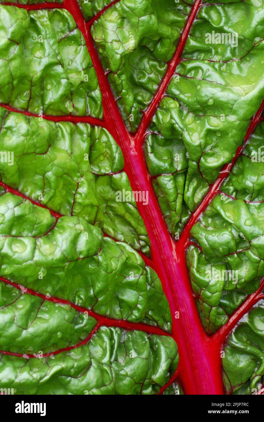 Leaf Beet (Beta vulgaris cicla Stock Photo - Alamy
