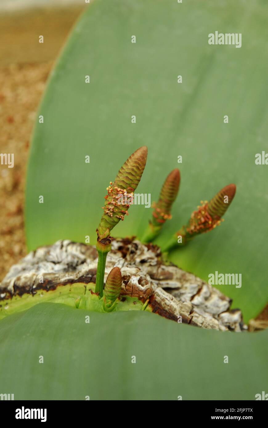 Welwitschiaceae hi-res stock photography and images - Alamy