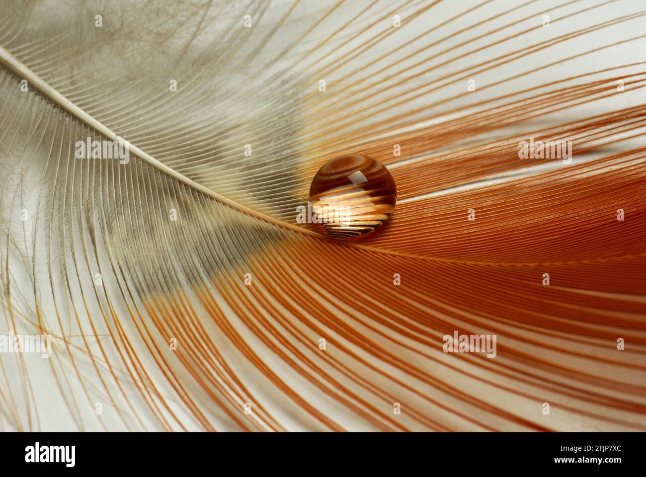 Water drops on bird feathers Stock Photo - Alamy
