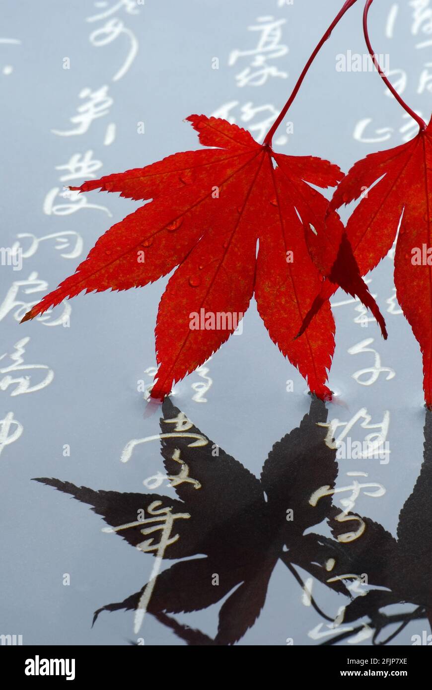 Japanese (Acer japonicum aconitifolium) maple, Japanese characters ...