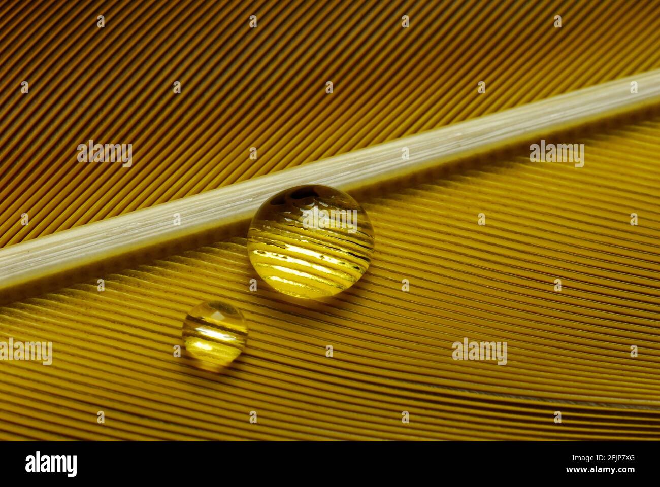 Water drops on plumage hi-res stock photography and images - Alamy