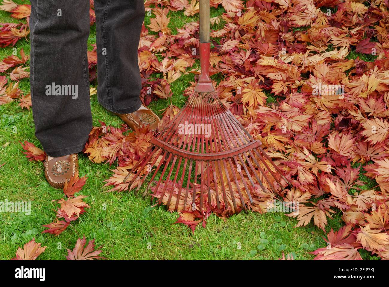 Sweeping autumn leaves, raking, raking together, raking together Stock ...