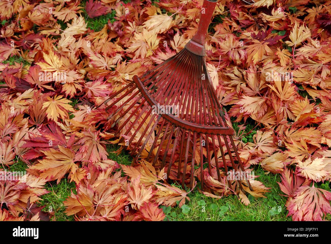Sweeping autumn leaves, raking, raking together, raking together Stock ...