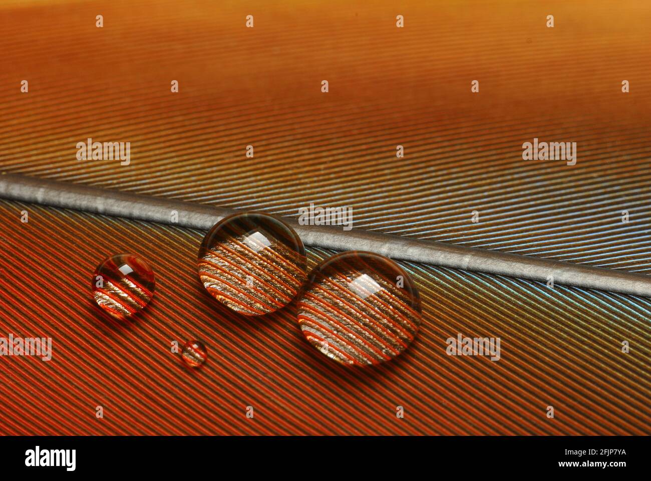 Water drops on plumage hi-res stock photography and images - Alamy
