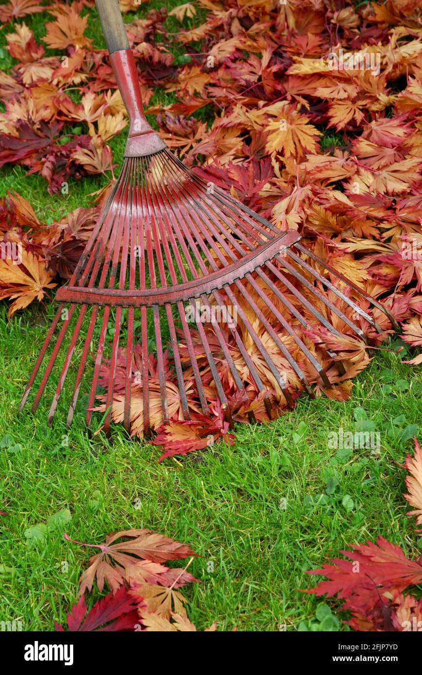Sweeping autumn leaves, raking, raking together, raking together Stock ...