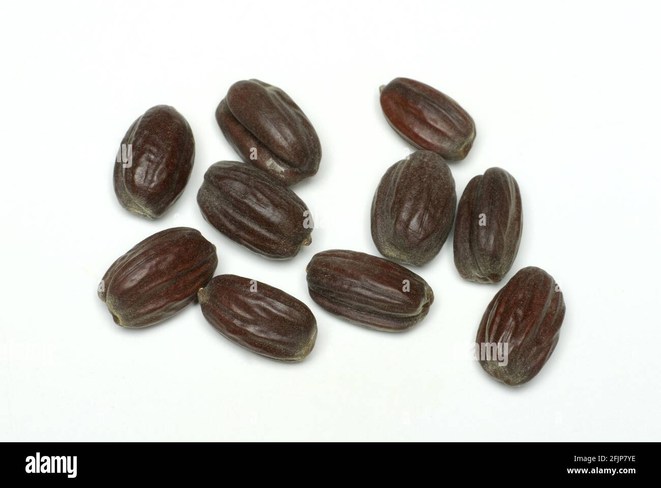 Jojoba-Seeds (Simmondsia chinensis Stock Photo - Alamy