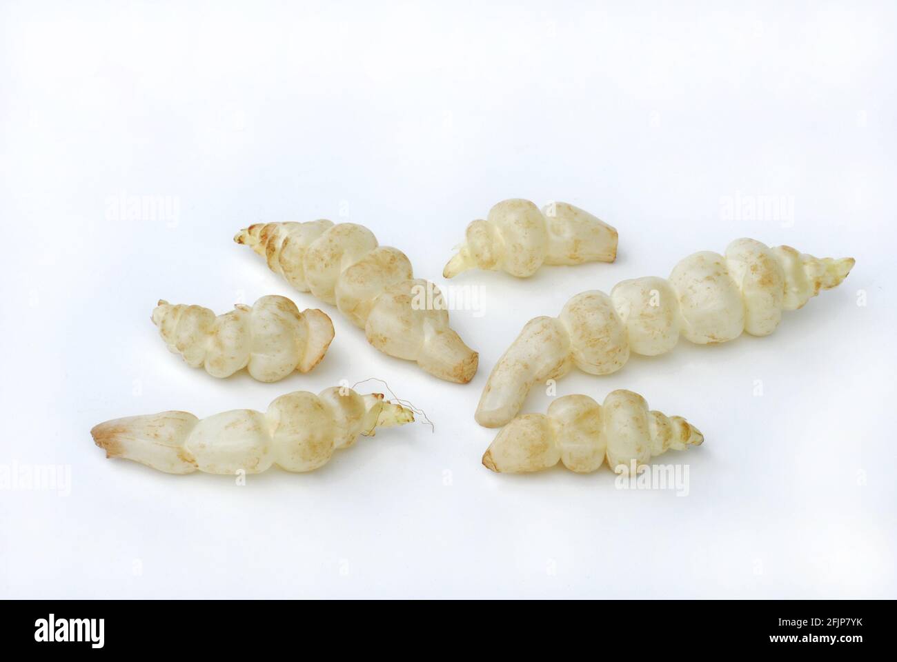 Tuberziest , Stachys affinis (Stachys tuberifera) (Stachys sieboldii ...