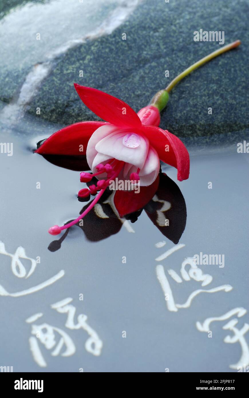 Fuchsia (Fuchsia) , flower on stone, in water, Japanese characters ...