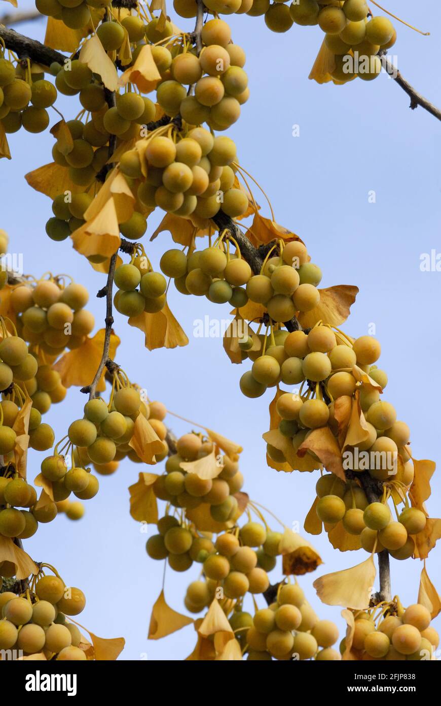 Young (Ginkgo biloba) rnhaar tree fruits Stock Photo - Alamy