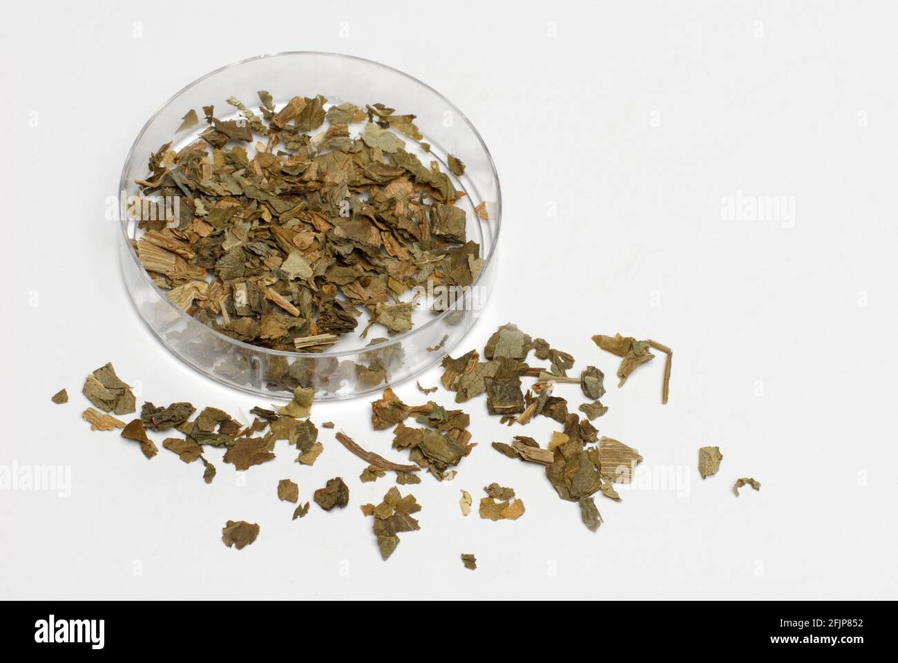 Angelica sinensis plant hi-res stock photography and images - Alamy
