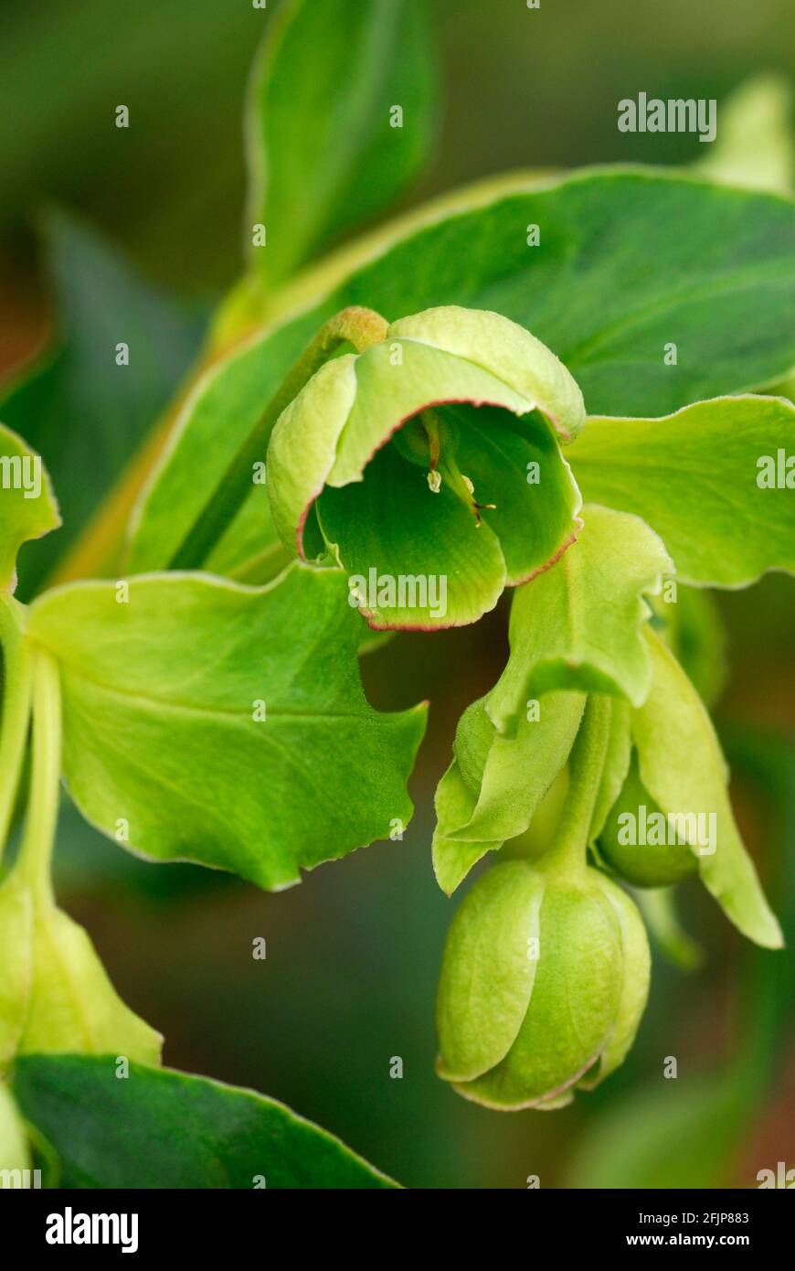 Stinking Hellebore (Helleborus foetidus Stock Photo - Alamy Stinking Hellebore (Helleborus foetidus Stock Photo - Alamy