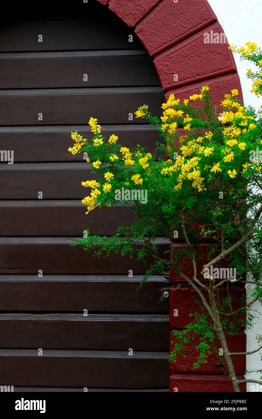 Canary Goat Clover , Canary Genista canariensis (Cytisus canariensis ...