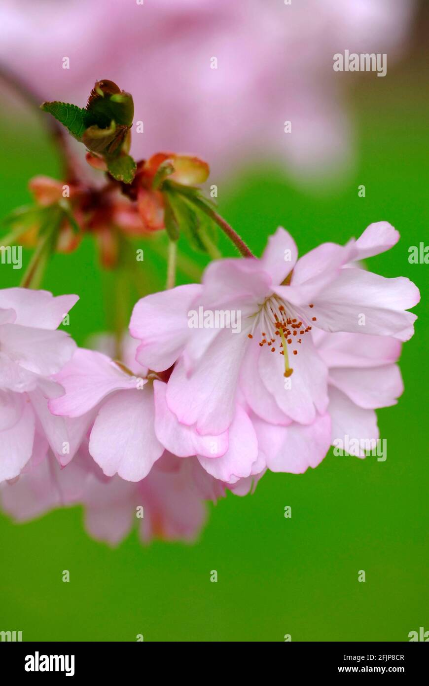 Japanese (Prunus sargentii) decorative cherry Stock Photo - Alamy