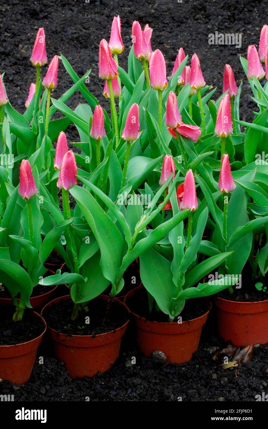 Breeding tulip hi-res stock photography and images - Alamy