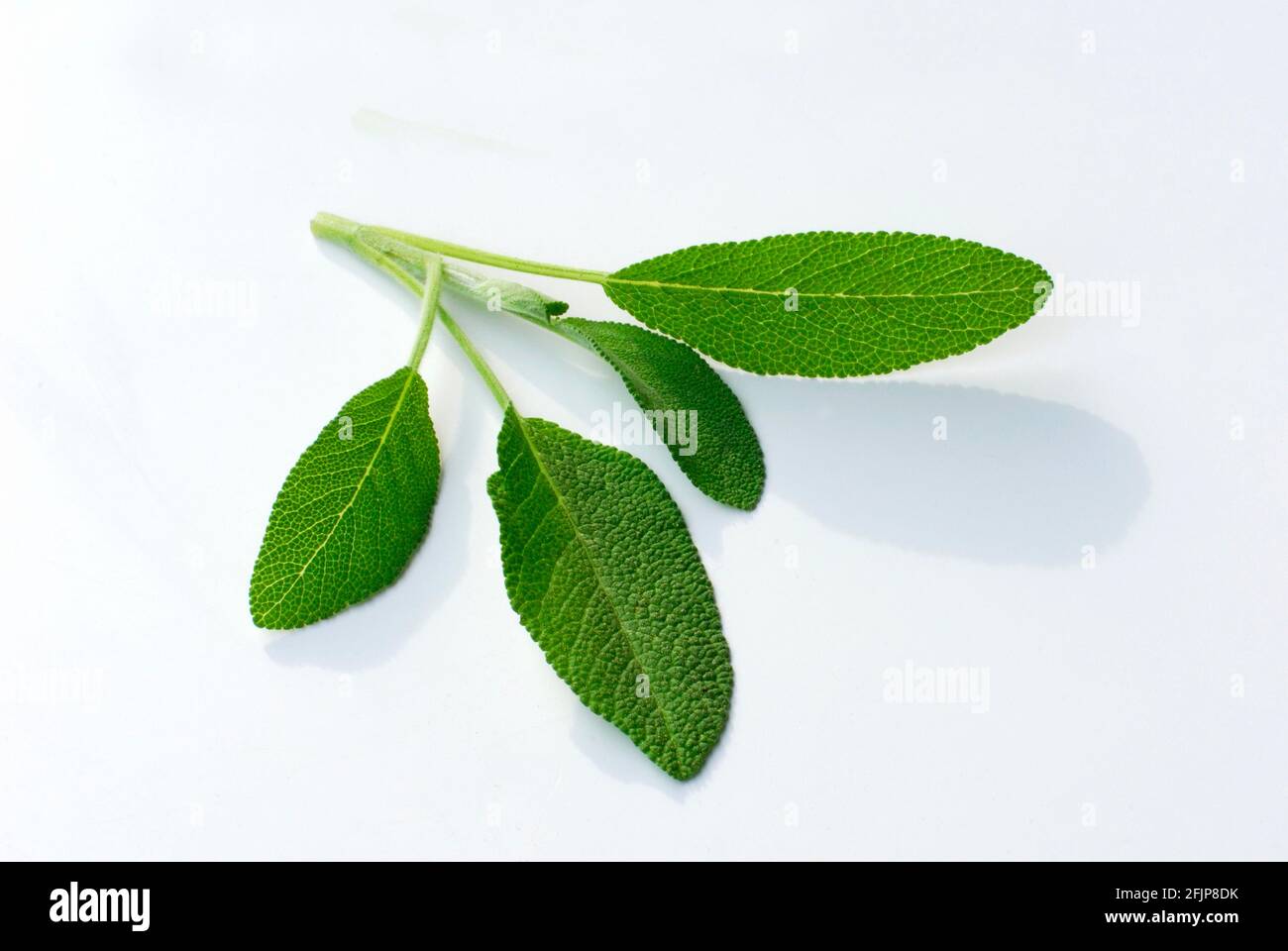 Common sage (Salvia officinalis Stock Photo - Alamy