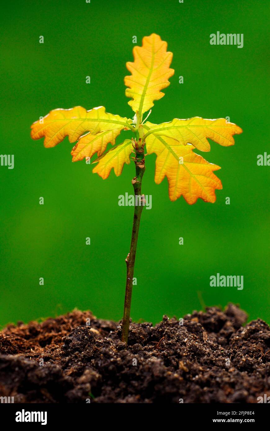 English oakSeedling (Quercus robur) oak, oak, oak seedling Stock Photo ...