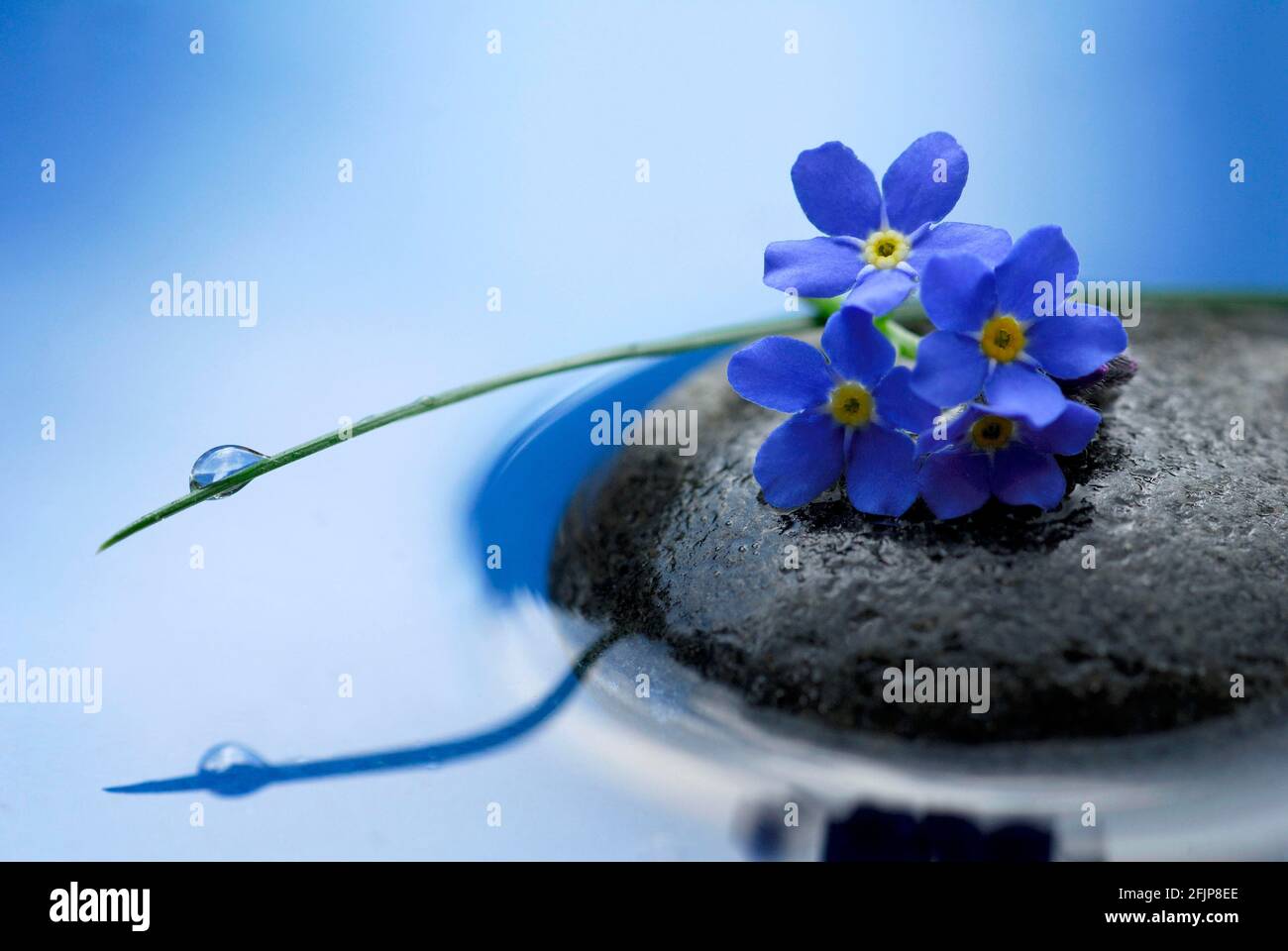Forget-me-not on stone, commemoration Stock Photo - Alamy