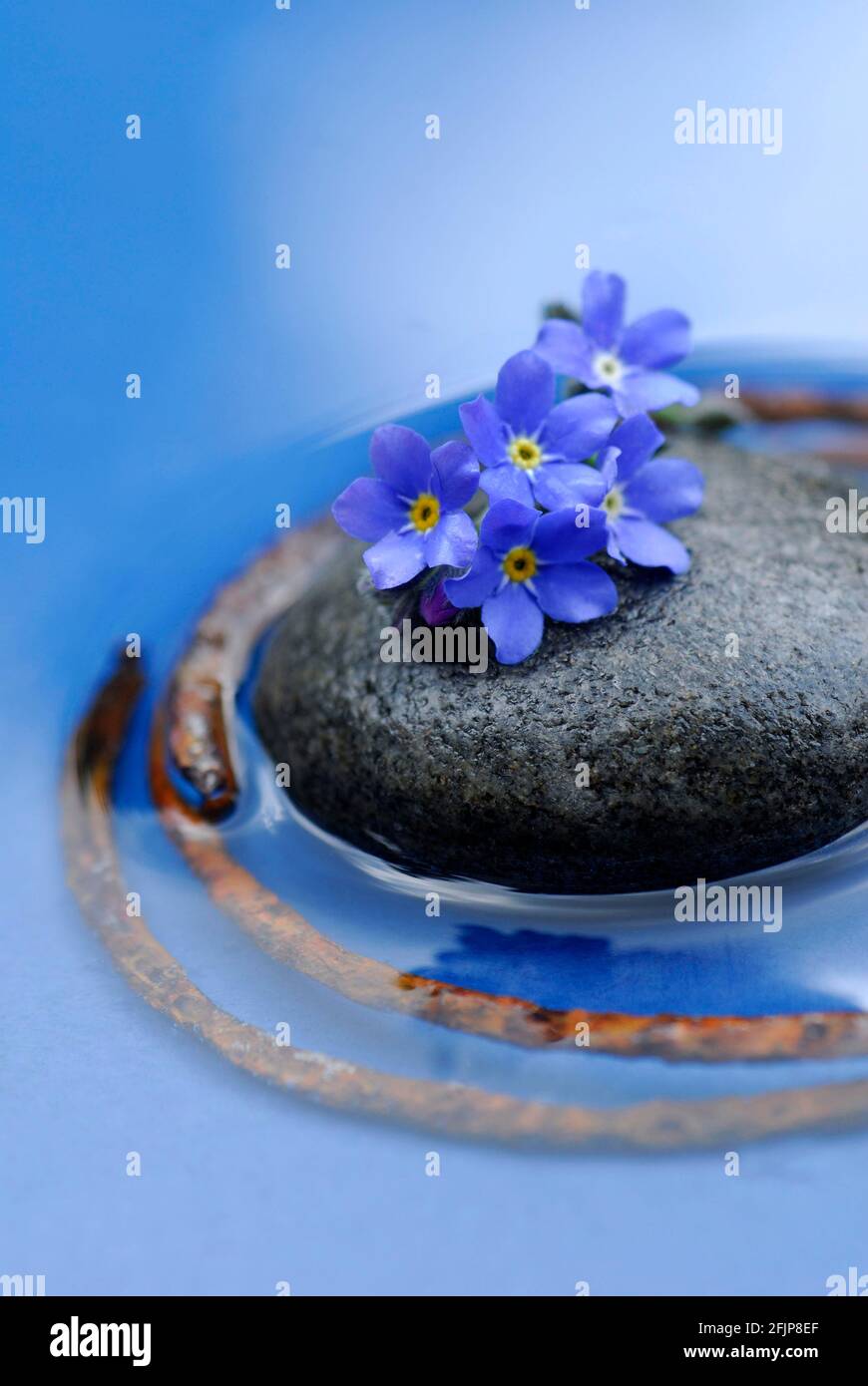 Stone, forget-me-not and rusty metal ring, memorial Stock Photo - Alamy