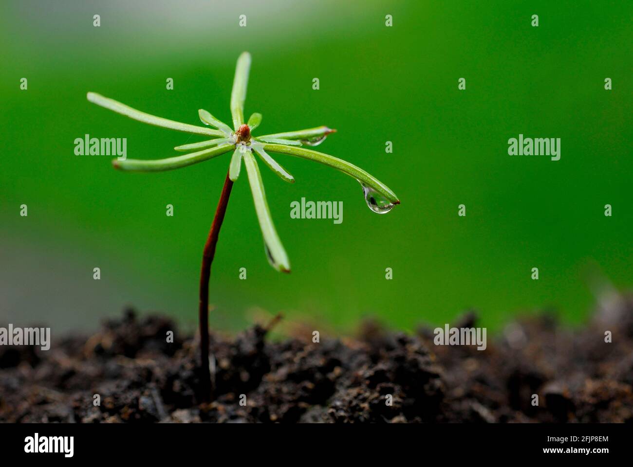 Spruce seedling, spruce, seedling, reforestation Stock Photo - Alamy