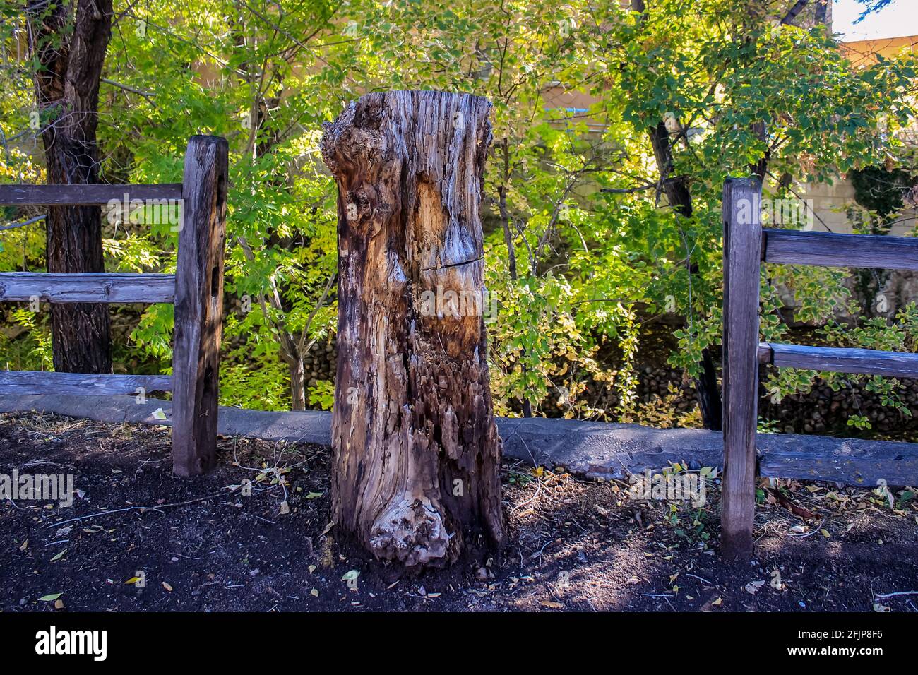 A tree stump finds its way between two halves of an open fence Stock ...