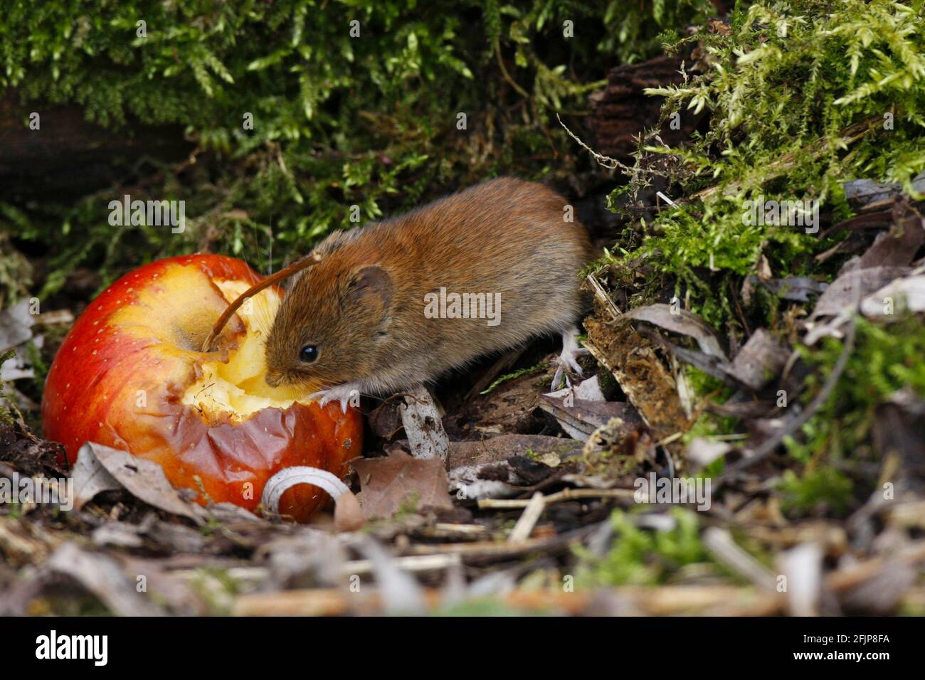 Bank vole on apple, forest vole (Clethrionomys glareolus), vole, Hesse ...