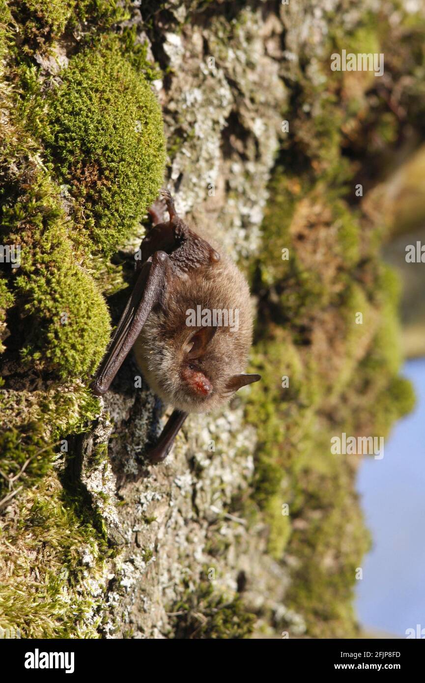 Daubenton's bat (Myotis daubentoni), Germany Stock Photo - Alamy