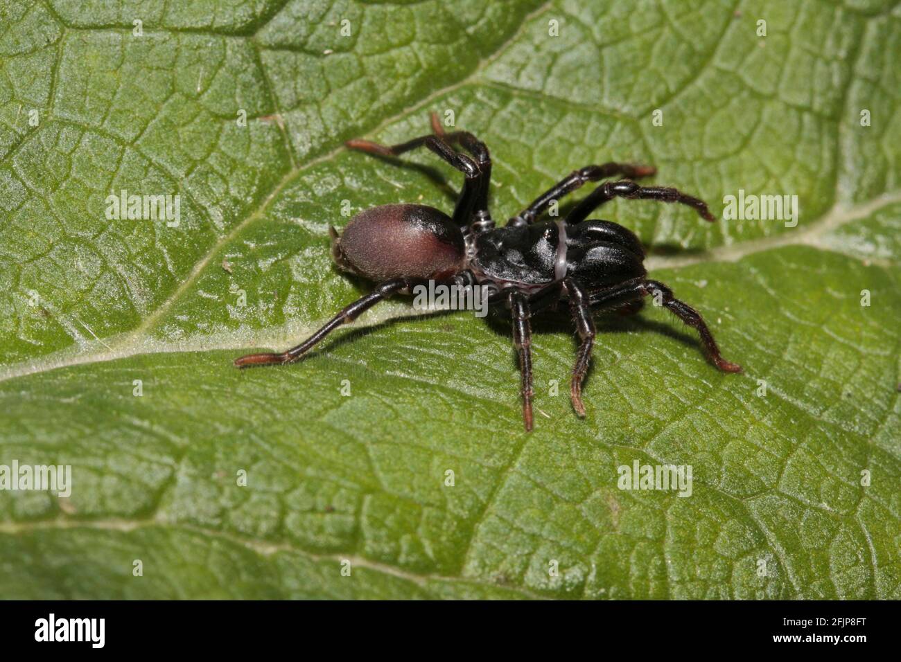 Wallpaper spider (Atypus piceus piceus), Germany Stock Photo - Alamy