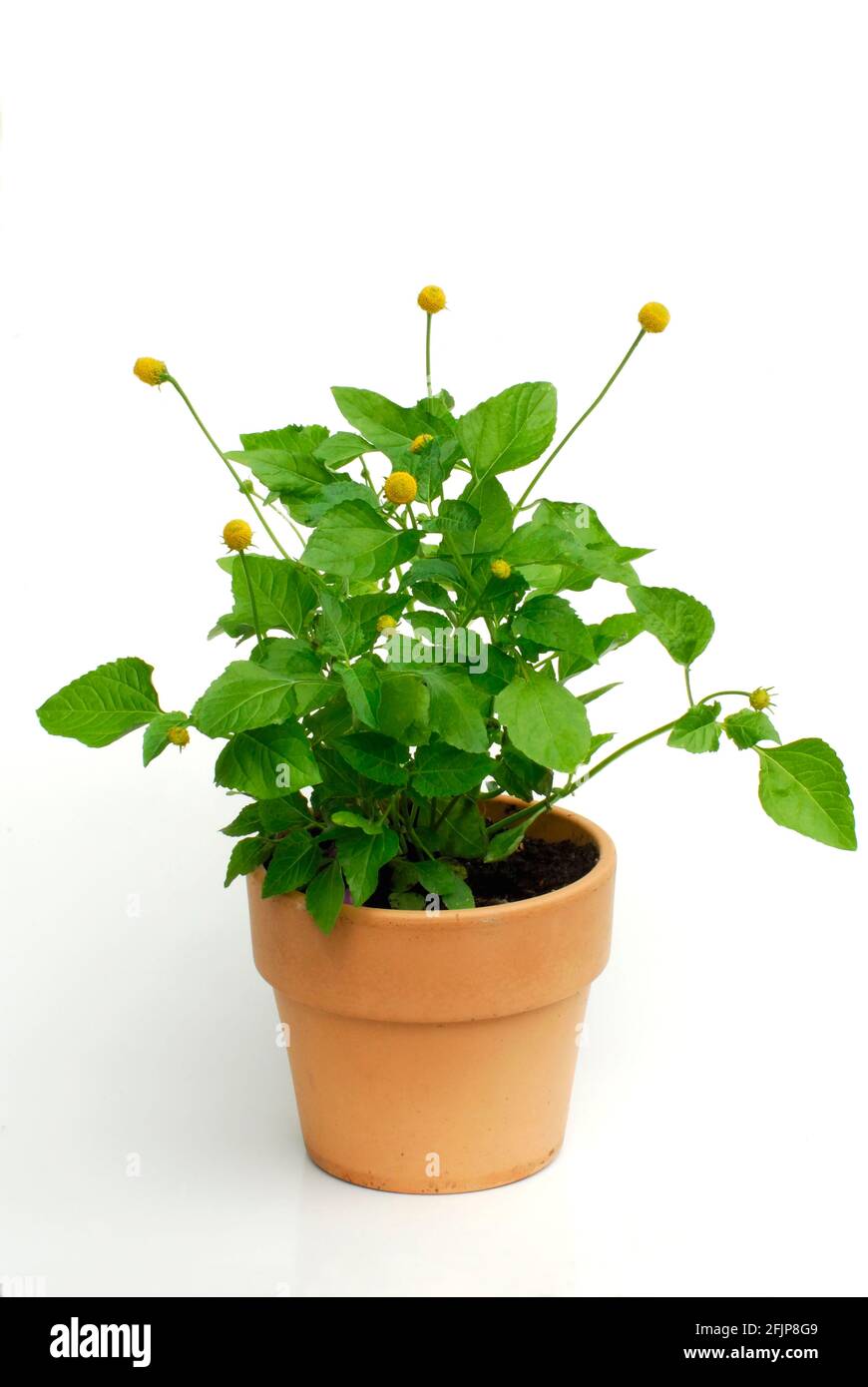 Paracress (Spilanthes oleracea) (Acmella oleracea), tingling button ...