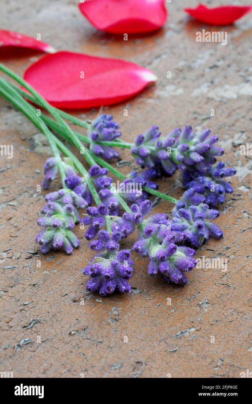 Lavender flowers (Lavandula angustifolia) and rose petals, aromatic ...