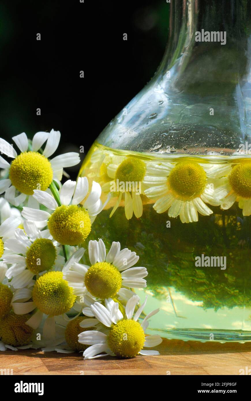German chamomile (Chamomilla recutita) (Matricaria recutita ...