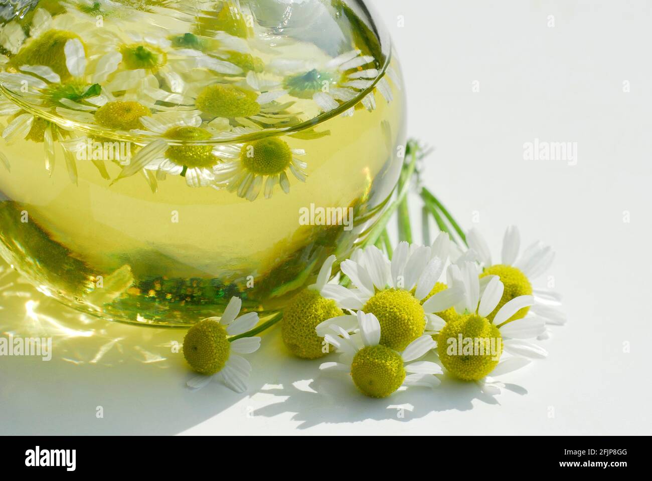 German chamomile (Chamomilla recutita) (Matricaria recutita ...