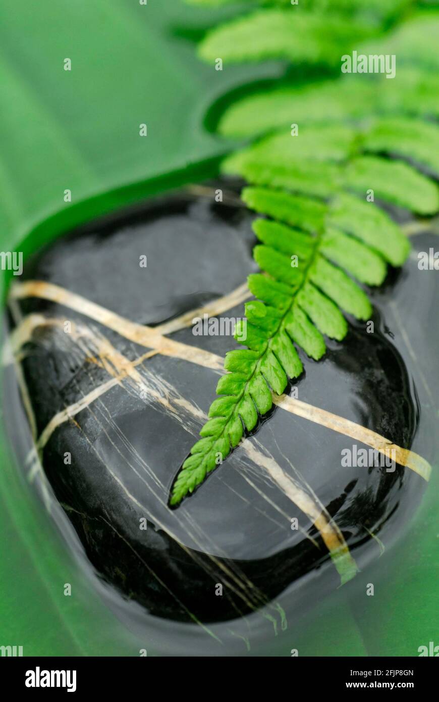 Fern leaf on stone, in water Stock Photo - Alamy